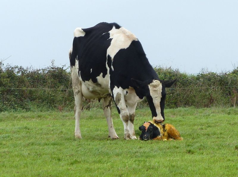 Photo Gallery : Lerryn