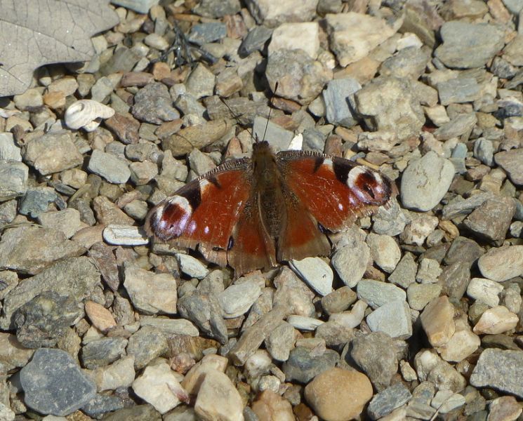 Photo Gallery : Lerryn