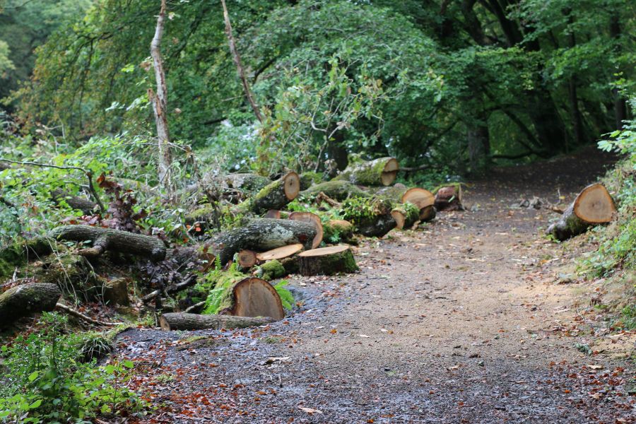 Photo Gallery : Lerryn