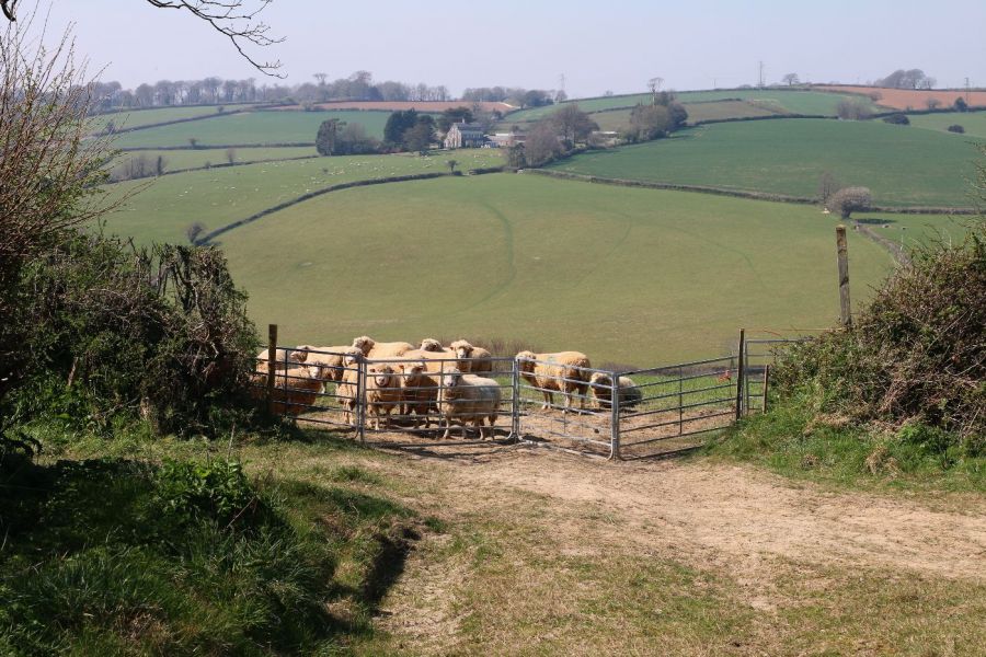 Photo Gallery : Lerryn