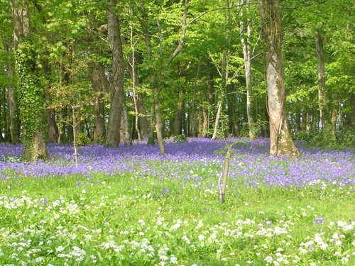 Ethy Gardens : Lerryn